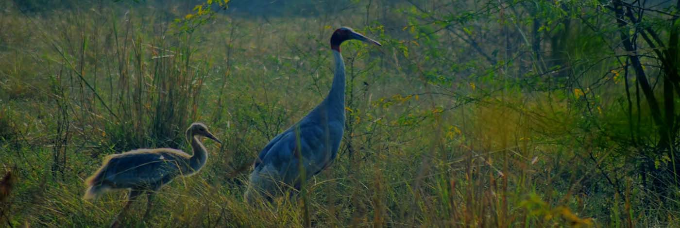 Book Golden Triangle Tour with Bird Watching - Nature & Heritage